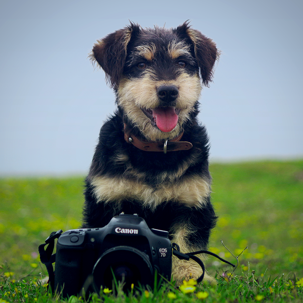 Pet Photography 101: 7 Tips for Taking Better Pet Photos
