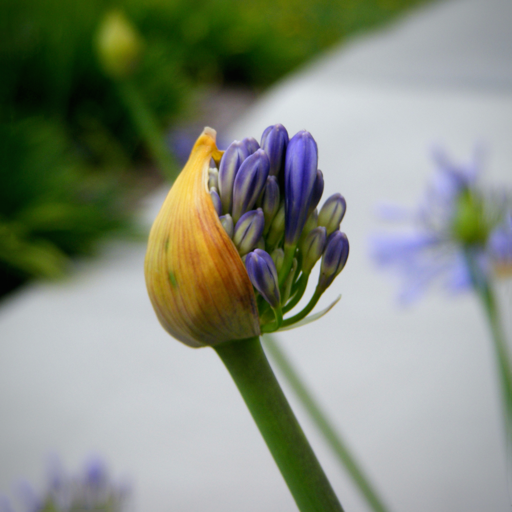 Embrace Transformation