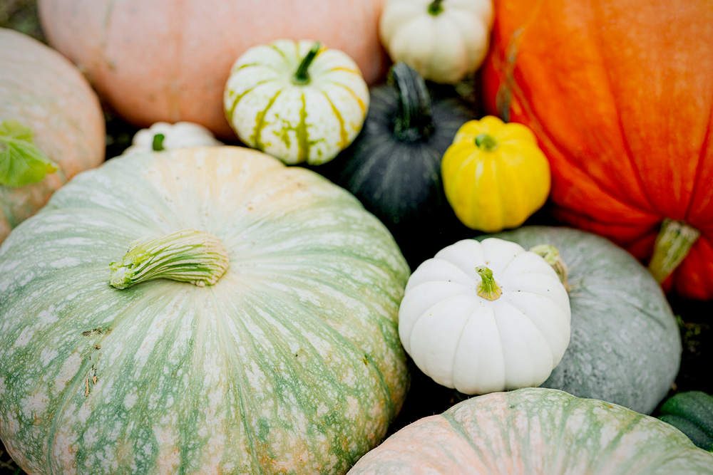 Choosing the Perfect Pumpkin