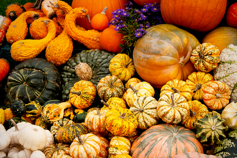 Choosing the Perfect Pumpkin