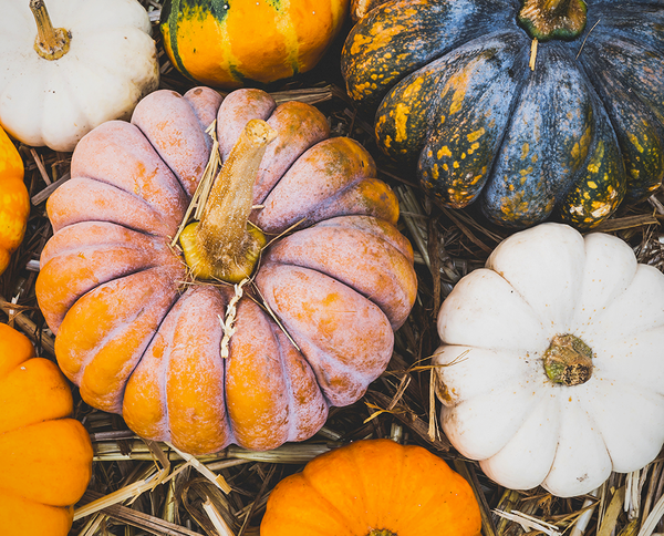 Choosing the Perfect Pumpkin