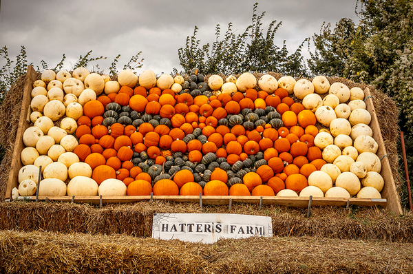 Choosing the Perfect Pumpkin