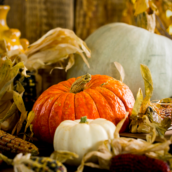 Choosing the Perfect Pumpkin