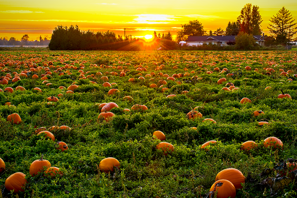 Choosing the Perfect Pumpkin