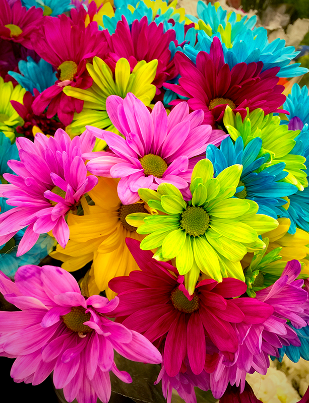 Color 101: An Introduction to Color Theory