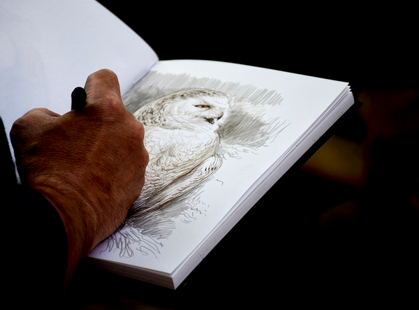 Drawing 101: The Drawing Beginner's Guide