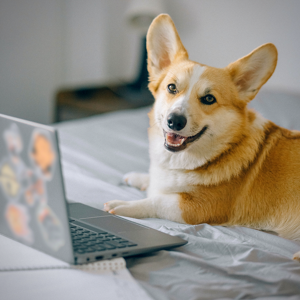 Pet Photography 101: 7 Tips for Taking Better Pet Photos