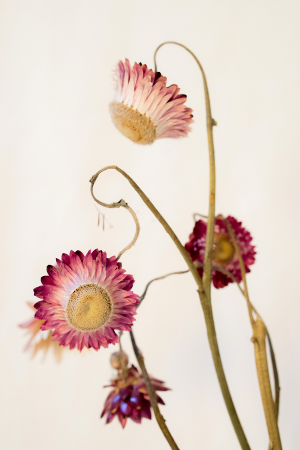 Flower Art: Creating Modern Dried Flower Arrangements