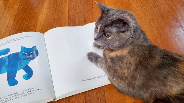 Hello, Red Fox: Eric Carle's Beloved Children's Book