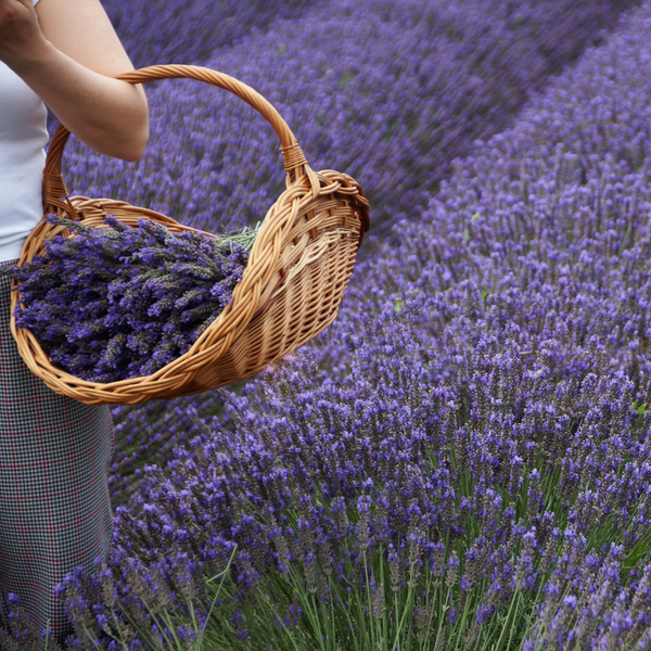 French Lavender: Journey from Garden to Canvas