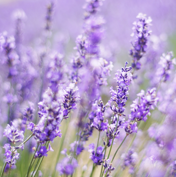 French Lavender: Journey from Garden to Canvas
